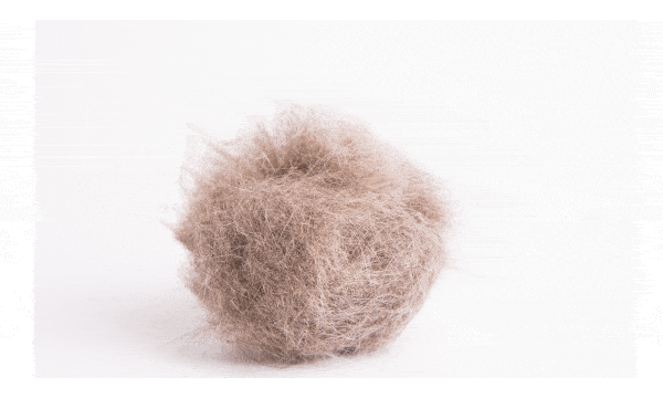 How to Control Pet Hair and Dander in your Home | Klean King